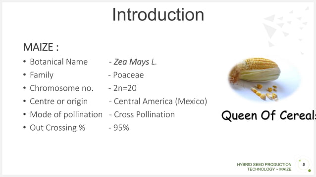 Hybrid seed prodroduction~Maize.pptx