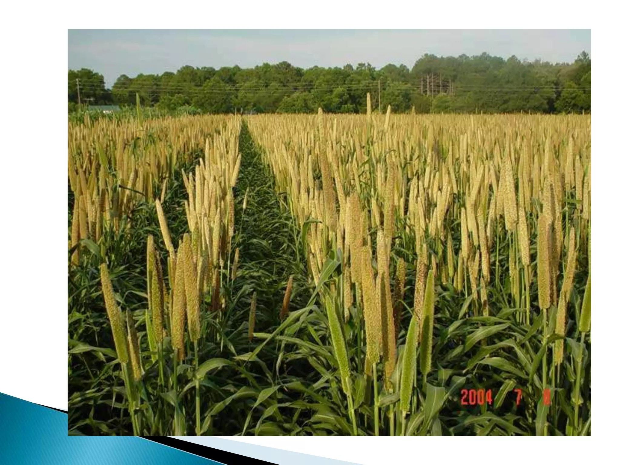 Hybrid seed production | PPTX