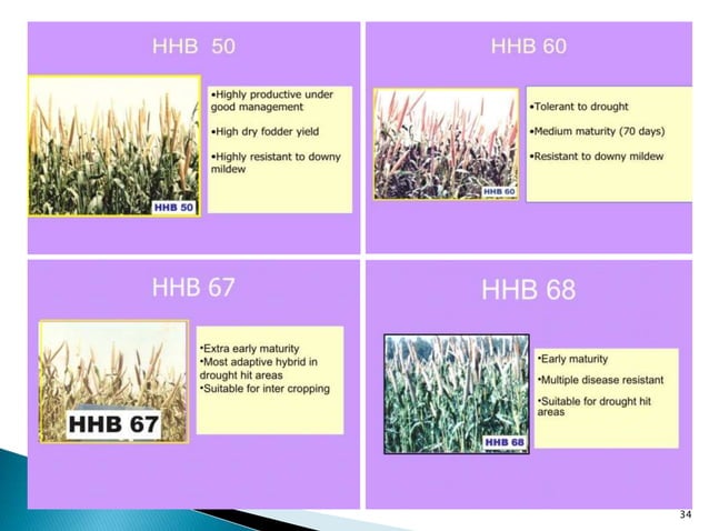 Hybrid seed production | PPTX
