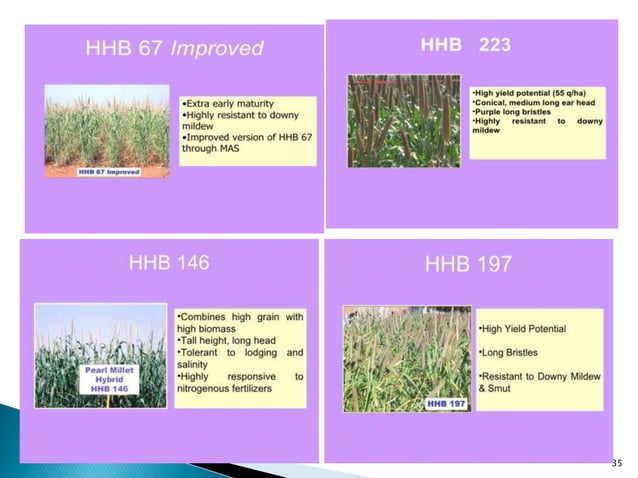 Hybrid seed production | PPTX