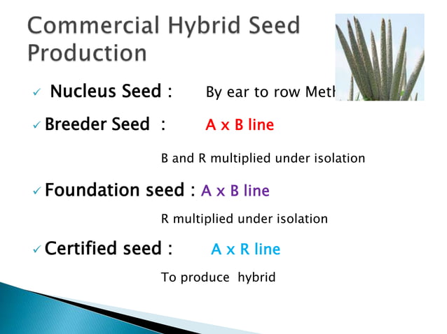 Hybrid seed production | PPTX