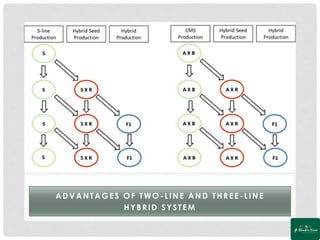 Genetic Engineering of Male Sterility for Hybrid Seed Production | PDF