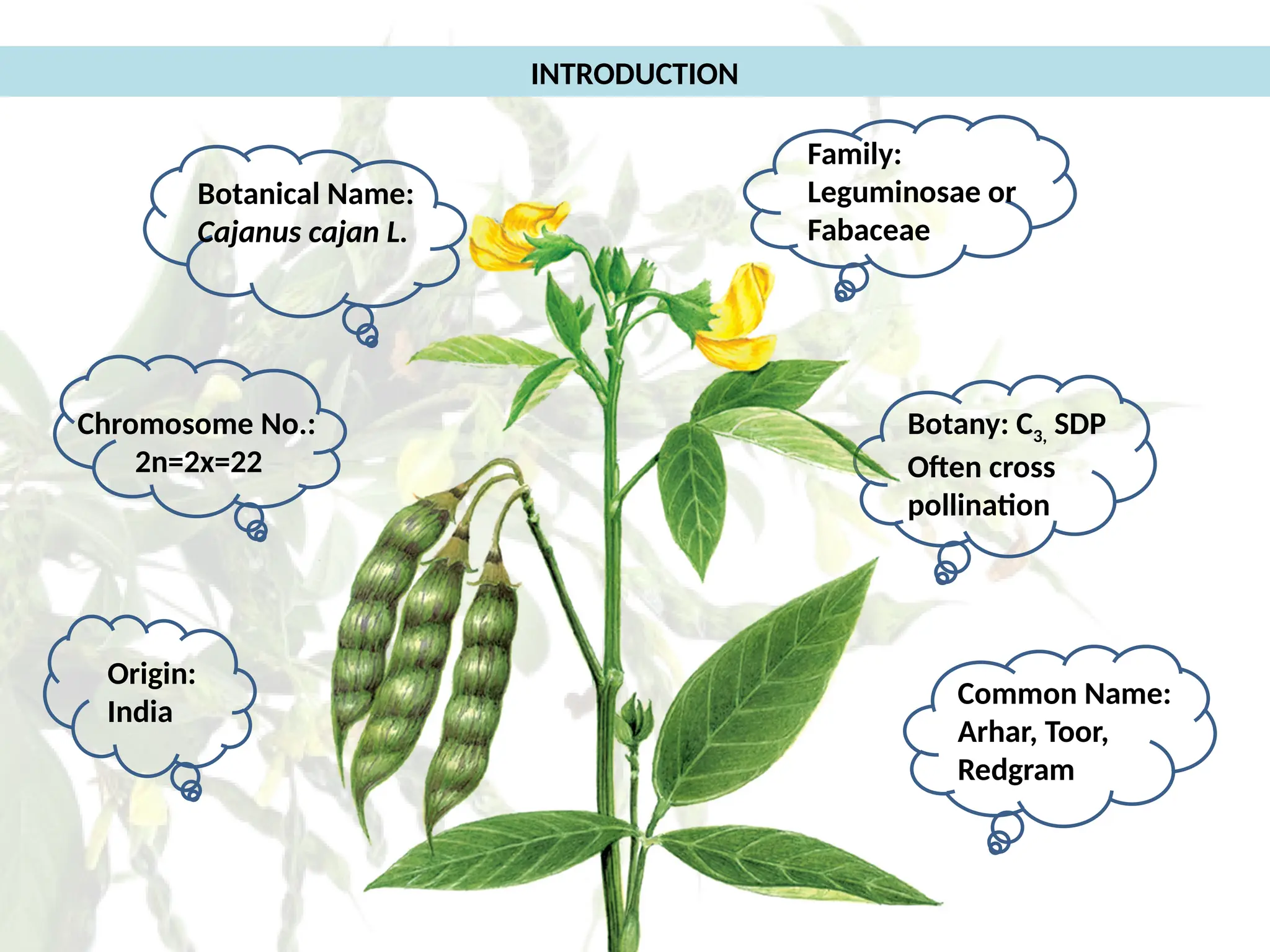 Hybrid and varieties seed production .pptx