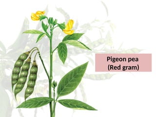 Hybrid and varieties seed production .pptx