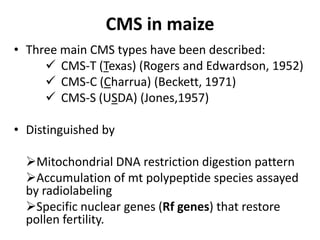 Hybrid seed production and male sterility in maize | PPTX