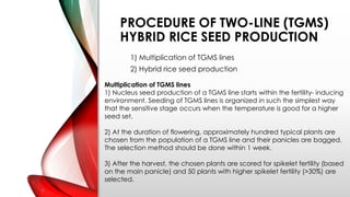 Hybrid seed production and two line production (1) | PDF