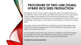 Hybrid seed production and two line production (1) | PDF