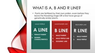 Hybrid seed production and two line production (1) | PDF