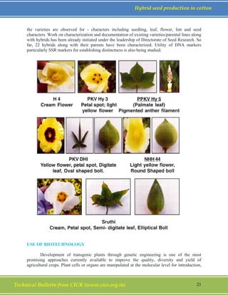 Hybrid seed production cotton | PDF