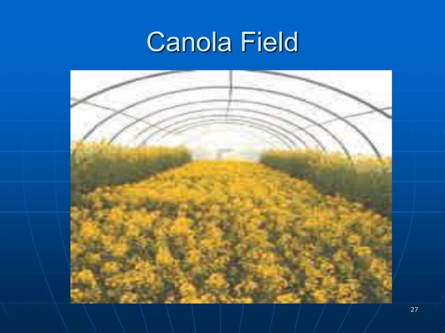 Hybrid seed production in brassica napus (canola) | PPT