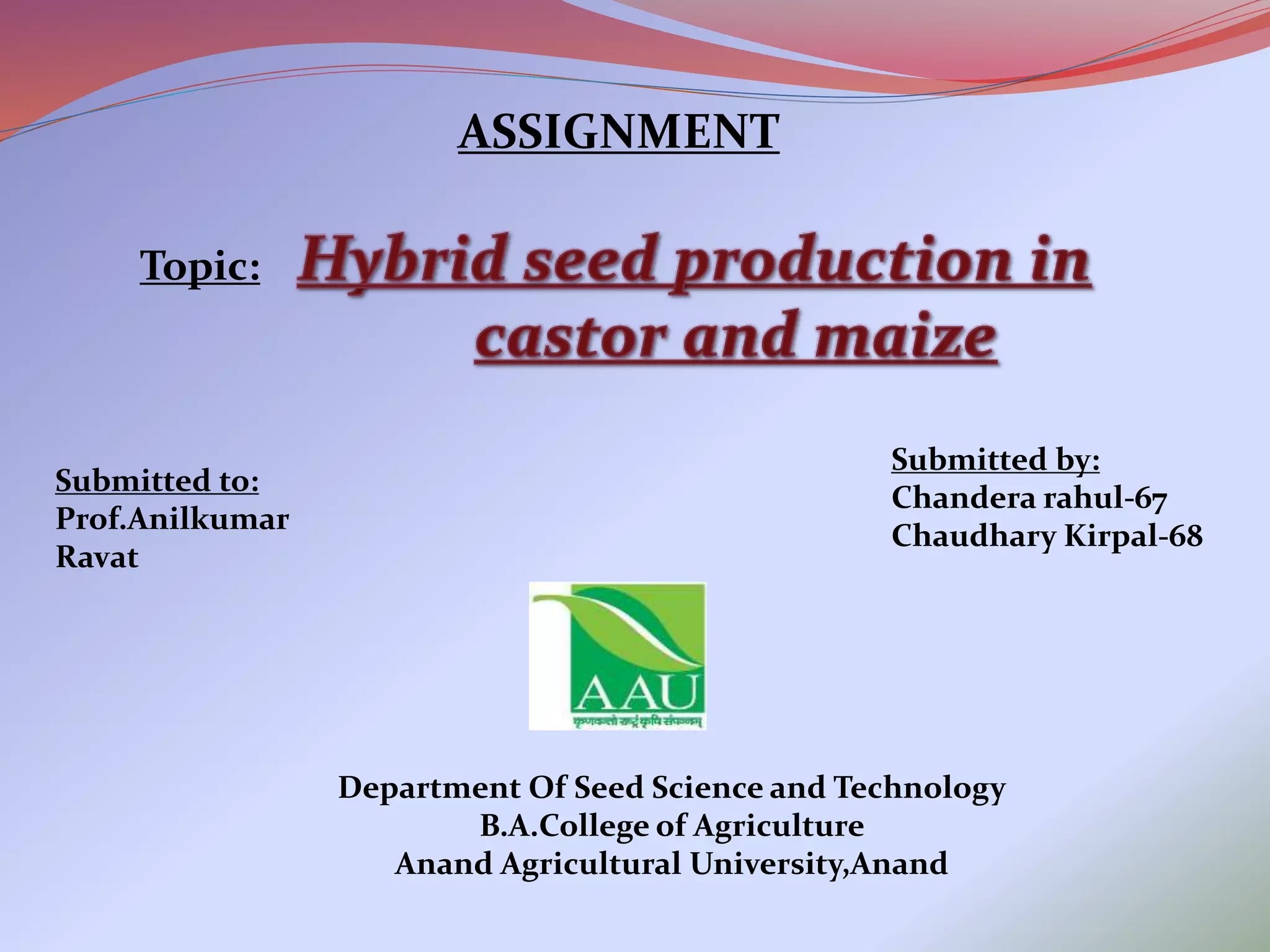 Hybrid seed production in castor and maize | PPTX