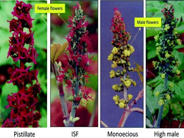 Hybrid seed production in castor and maize | PPT