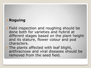 hybrid Seed Production In Chilli & Capsicum.pptx