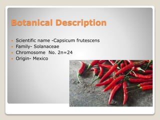 hybrid Seed Production In Chilli & Capsicum.pptx