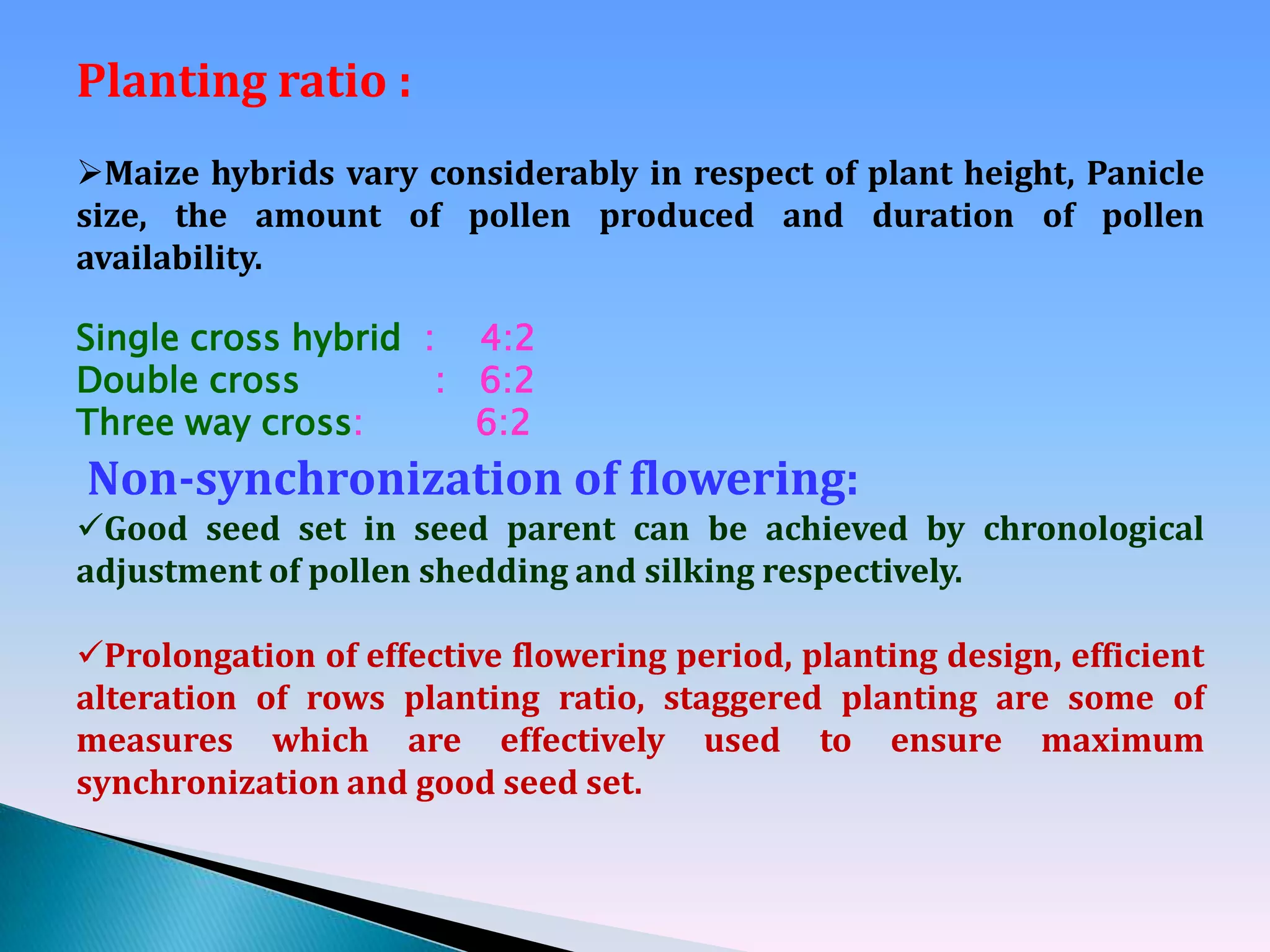 Hybrid Seed Production Technology of Maize | PPSX