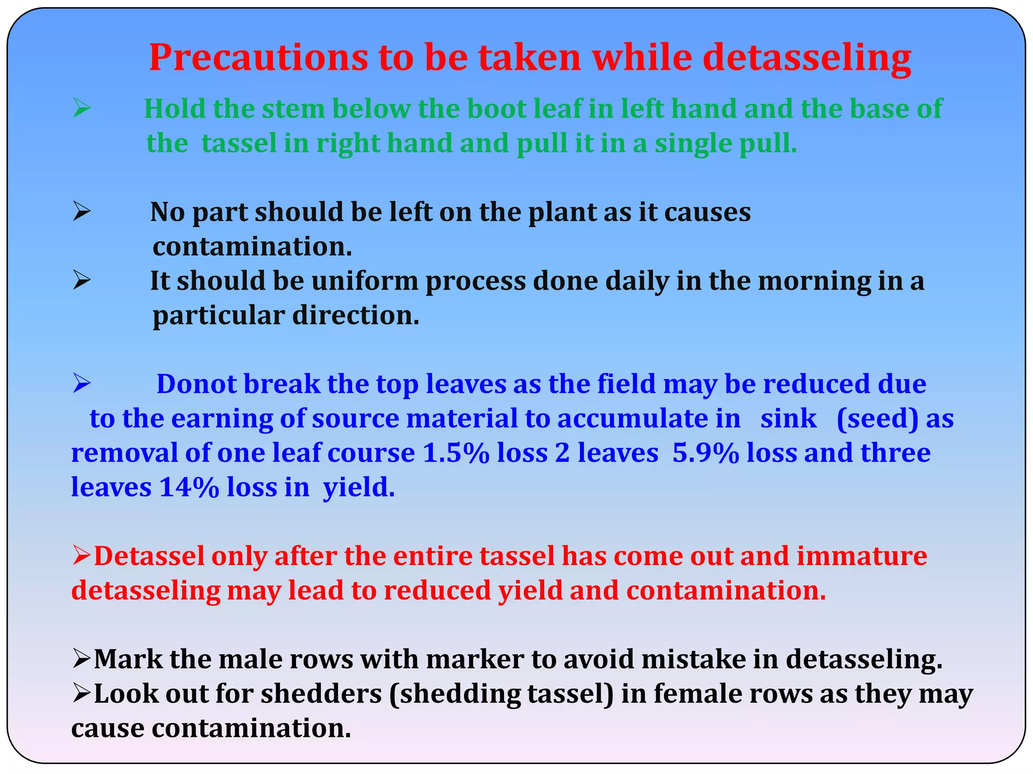 Hybrid Seed Production Technology of Maize | PPSX