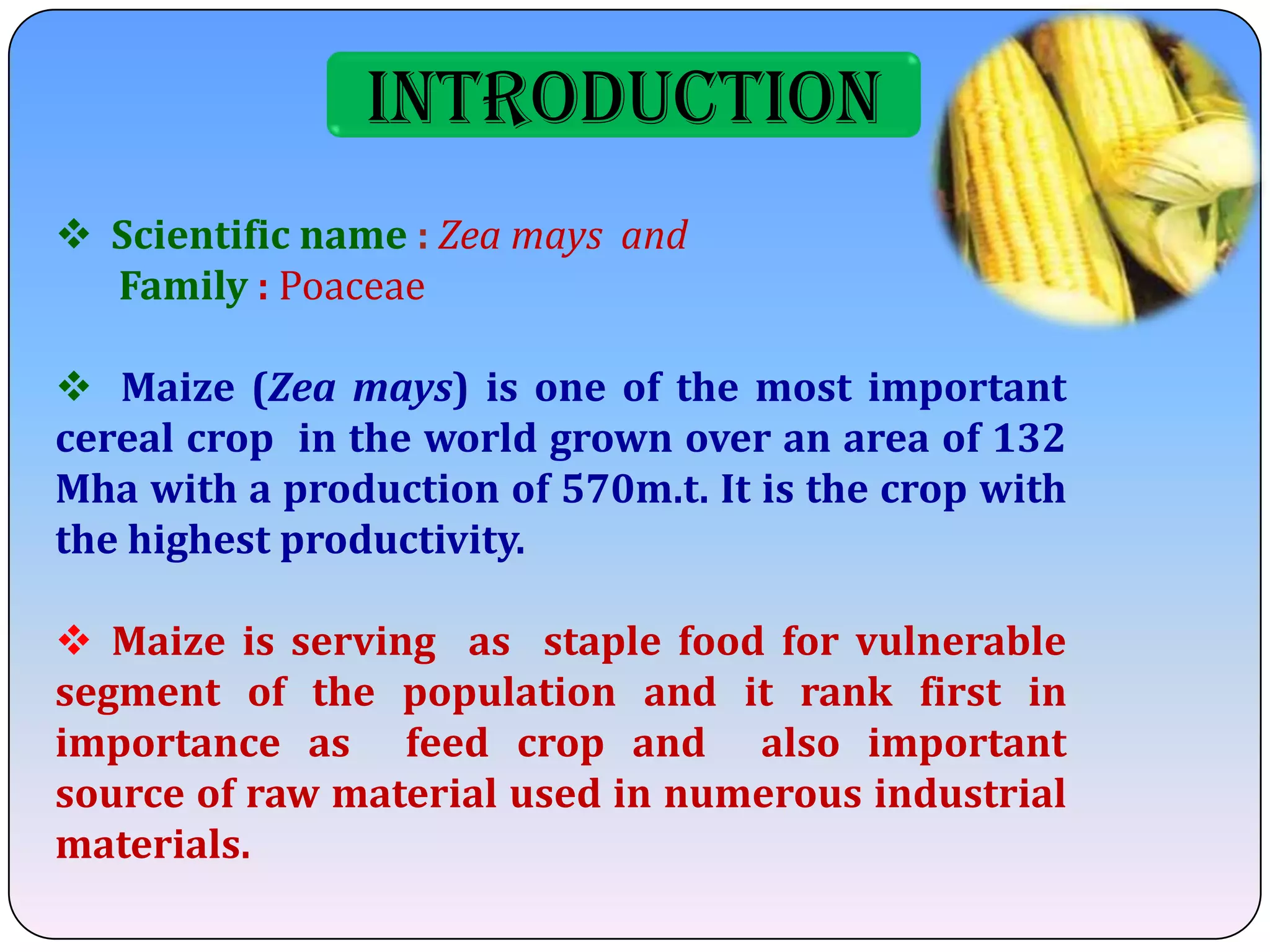Hybrid Seed Production Technology of Maize | PPSX