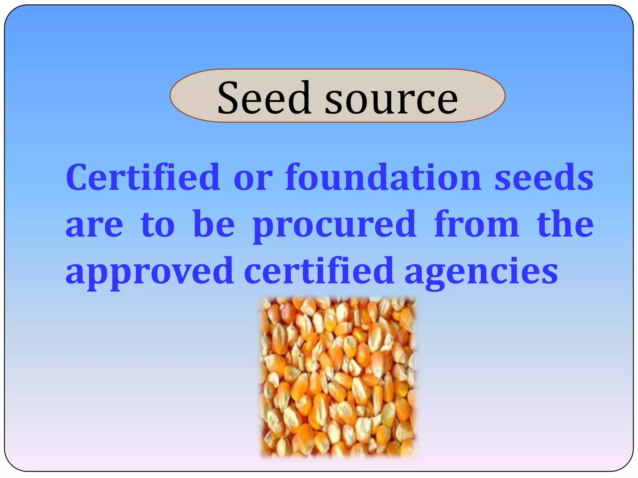 Hybrid Seed Production Technology of Maize | PPSX