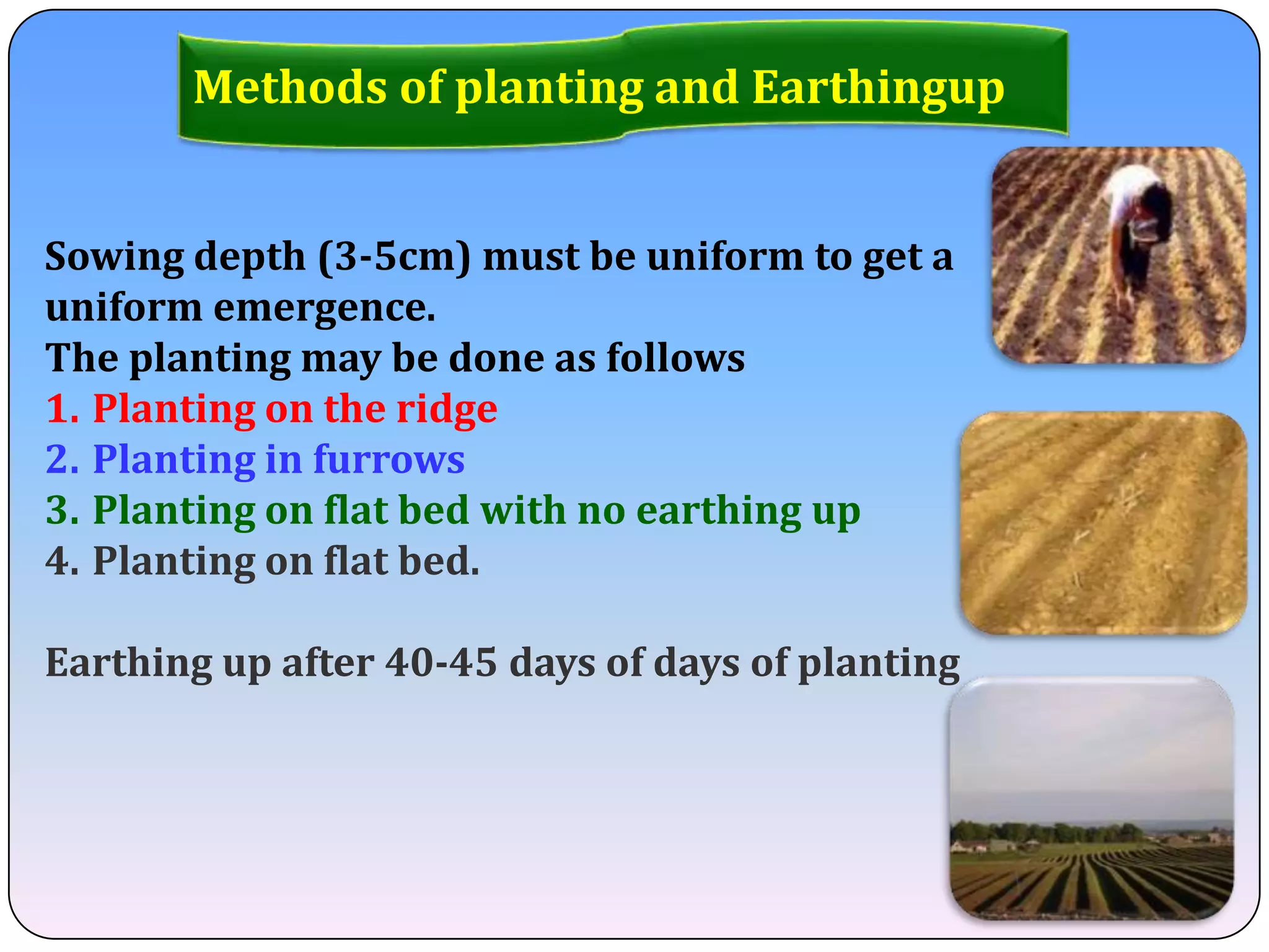 Hybrid Seed Production Technology of Maize | PPSX
