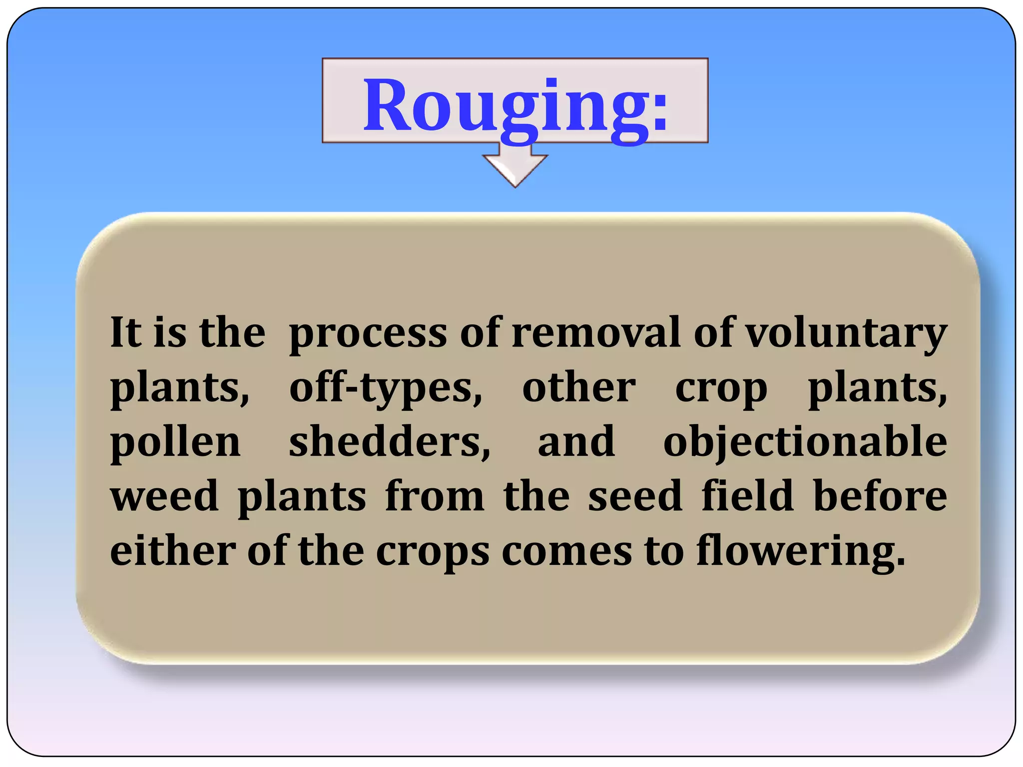 Hybrid Seed Production Technology of Maize | PPSX