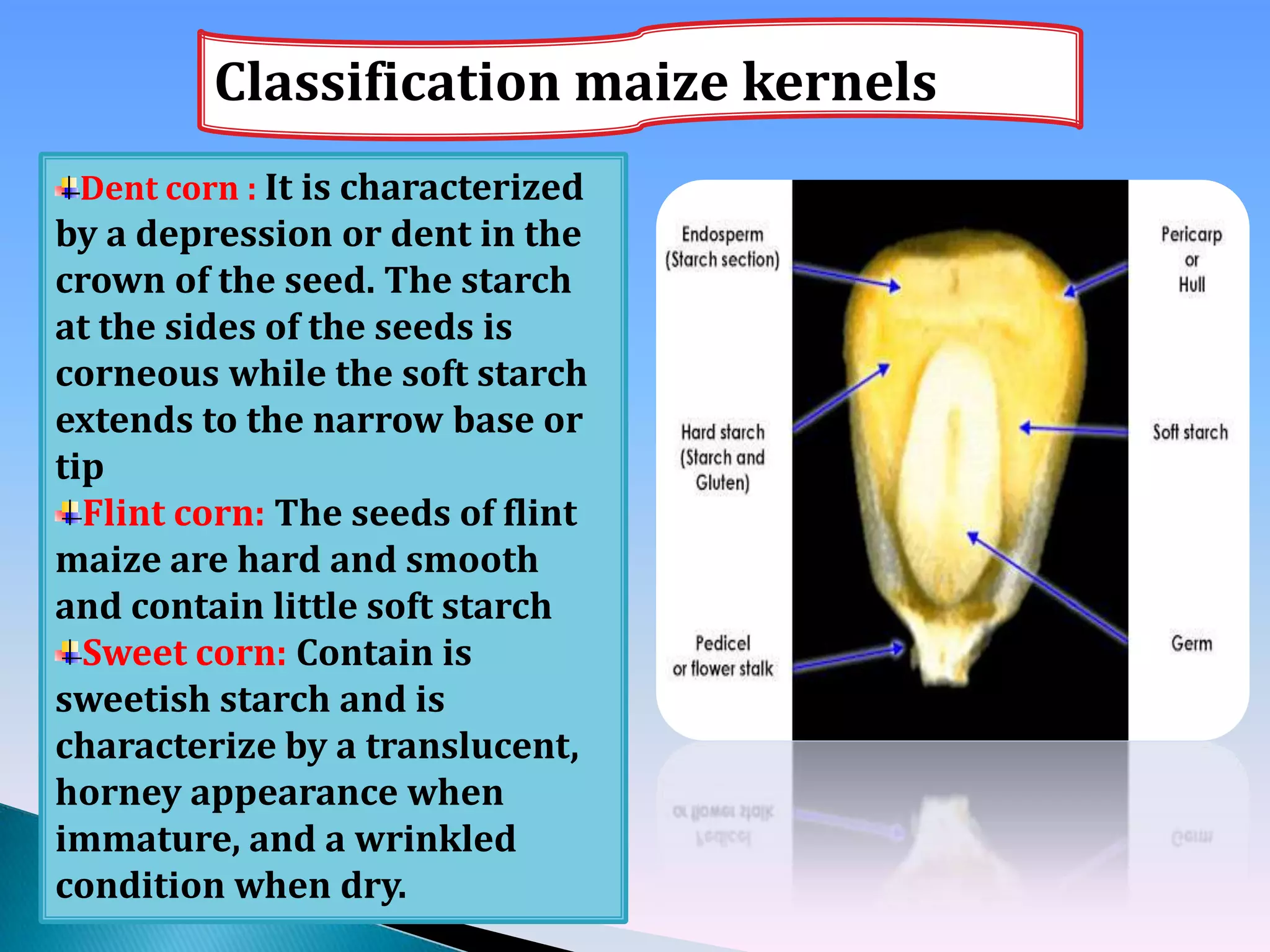 Hybrid Seed Production Technology of Maize | PPSX