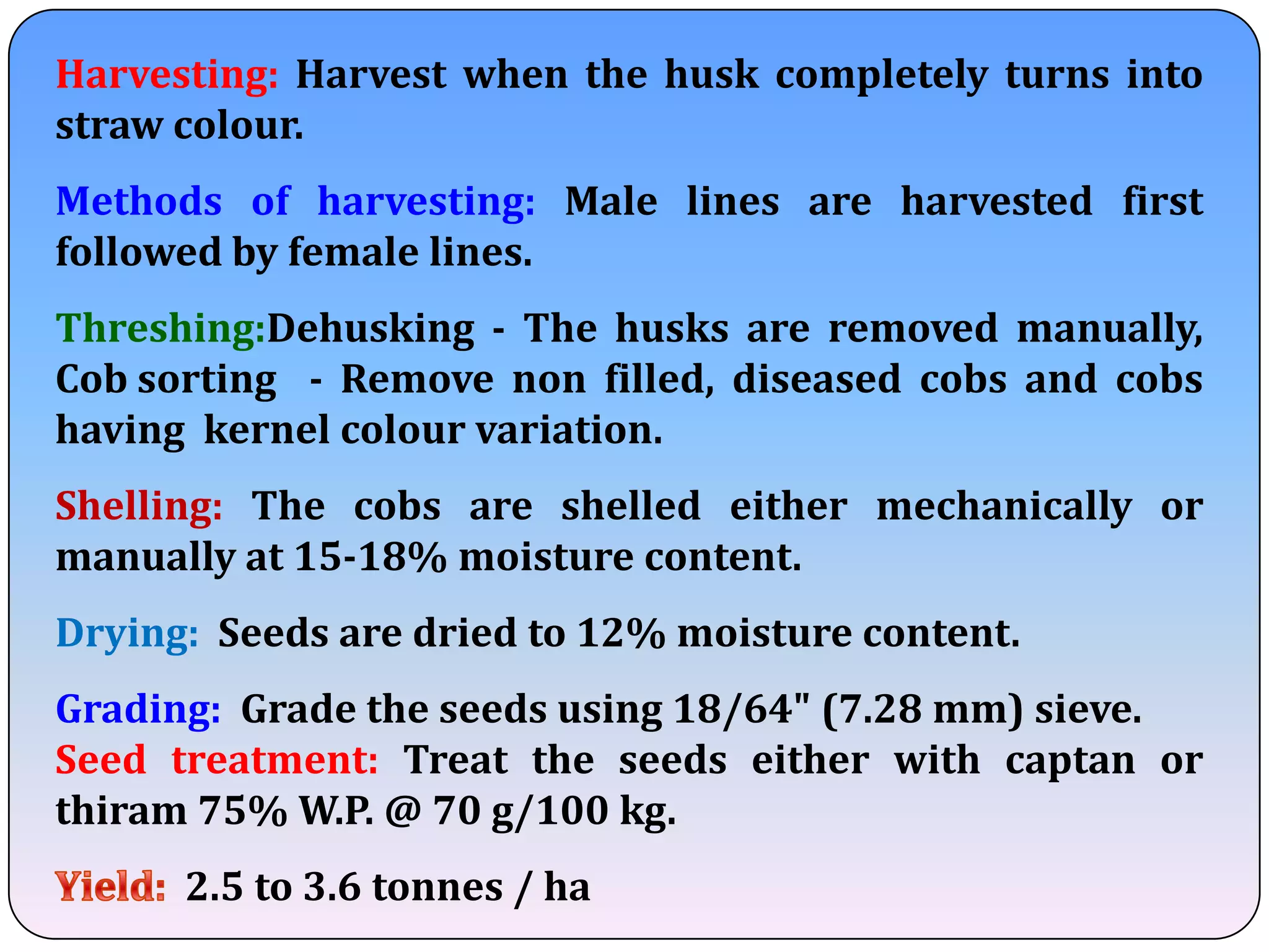Hybrid Seed Production Technology of Maize | PPSX