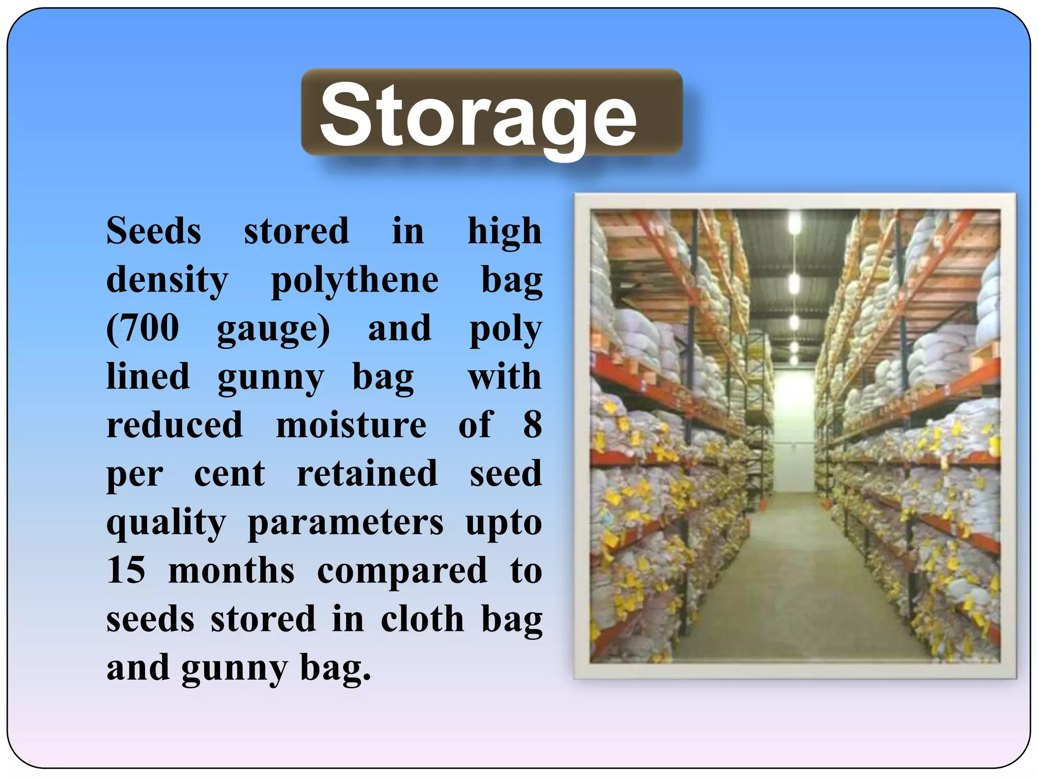Hybrid Seed Production Technology of Maize | PPSX
