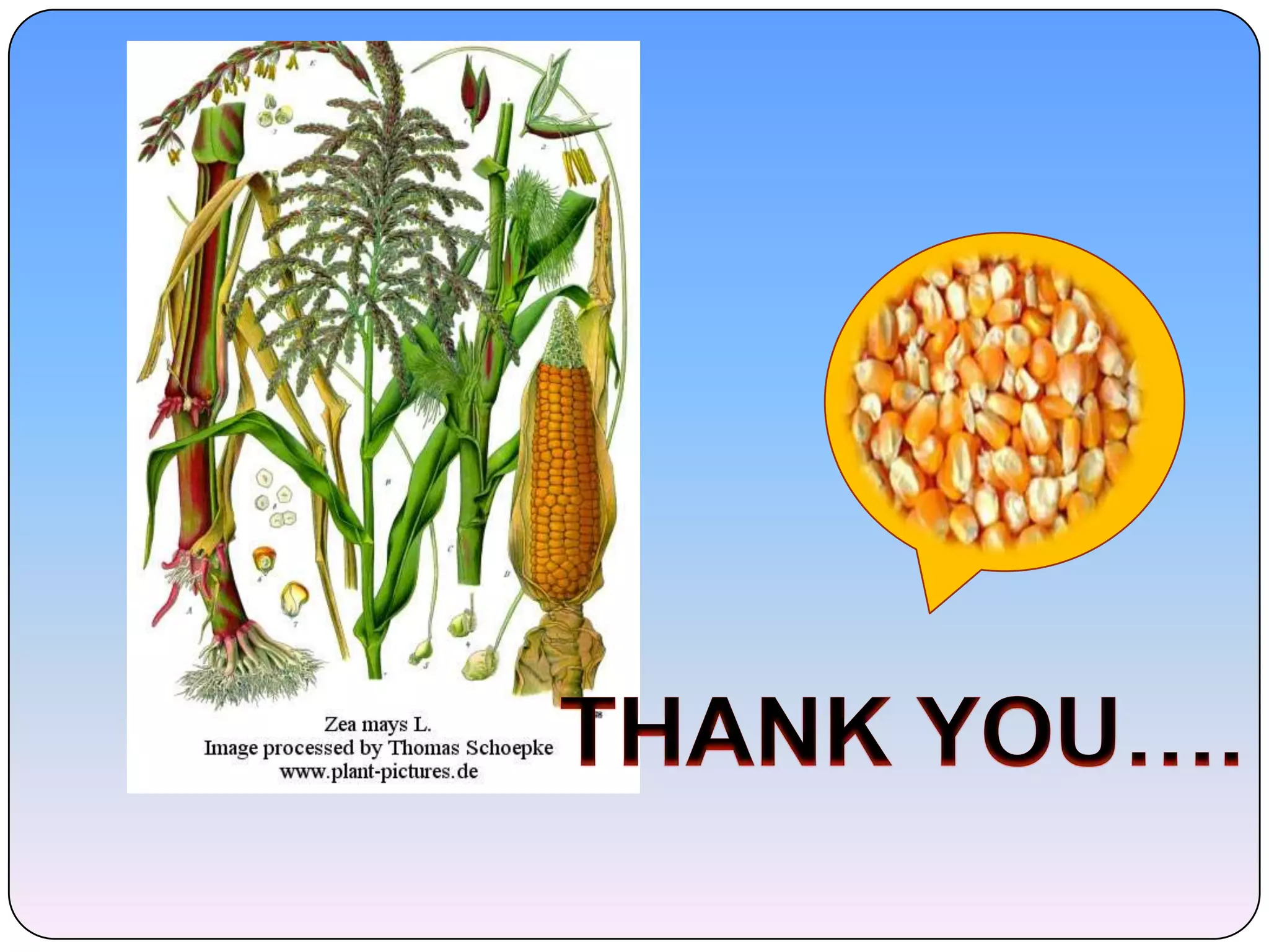 Hybrid Seed Production Technology of Maize | PPSX