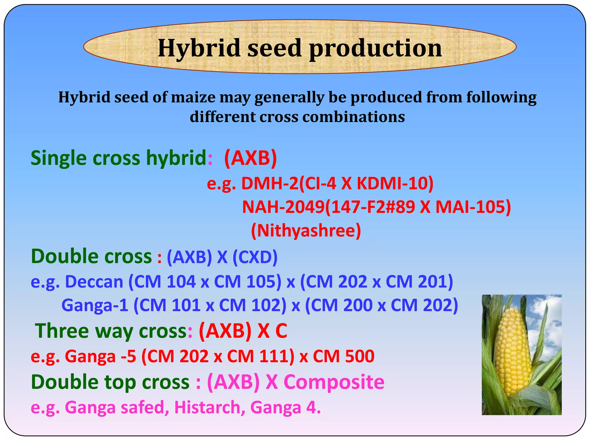 Hybrid Seed Production Technology of Maize | PPSX