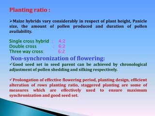 Hybrid Seed Production Technology of Maize | PPSX