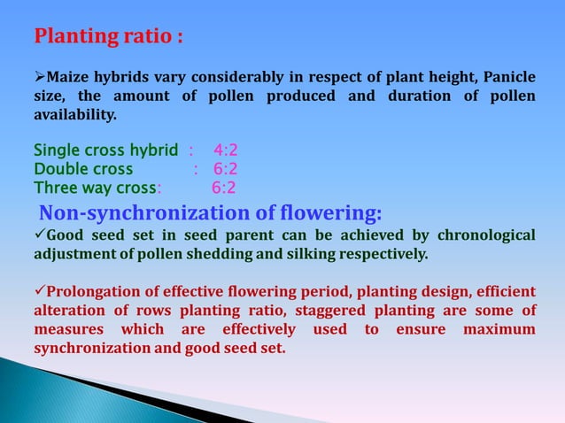 Hybrid Seed Production Technology of Maize | PPSX | Gardening | Home ...