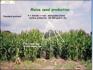 Hybrid Seed Production Technology of Maize | PPSX