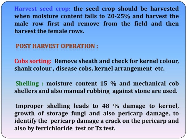 Hybrid Seed Production Technology of Maize | PPSX | Gardening | Home ...