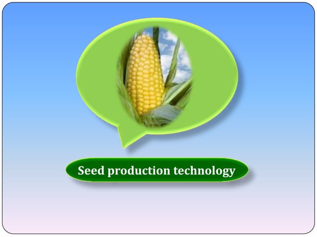 Hybrid Seed Production Technology of Maize | PPSX | Gardening | Home ...
