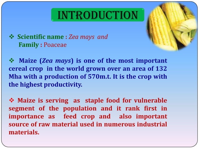 Hybrid Seed Production Technology of Maize | PPSX | Gardening | Home ...