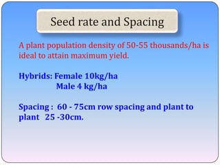 Hybrid Seed Production Technology of Maize | PPSX