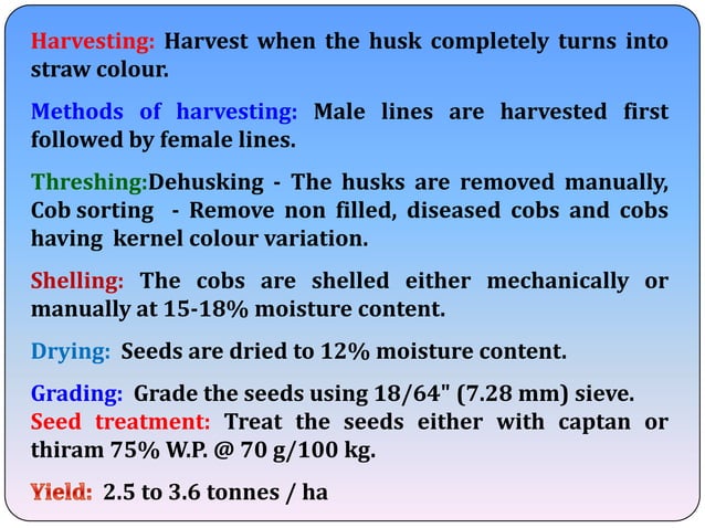Hybrid Seed Production Technology of Maize | PPSX | Gardening | Home ...