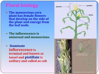 Hybrid Seed Production Technology of Maize | PPSX