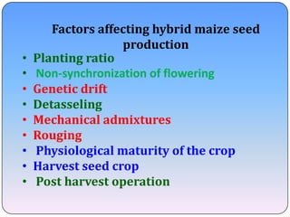 Hybrid Seed Production Technology of Maize | PPSX
