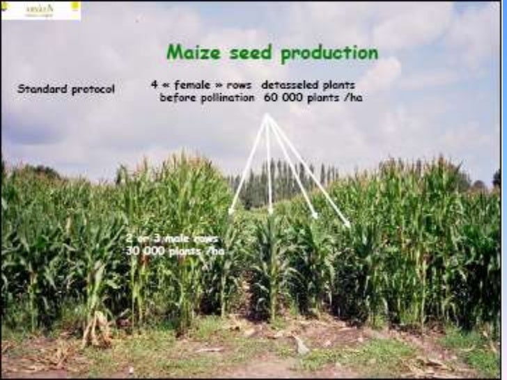 Hybrid Seed Production Technology of Maize