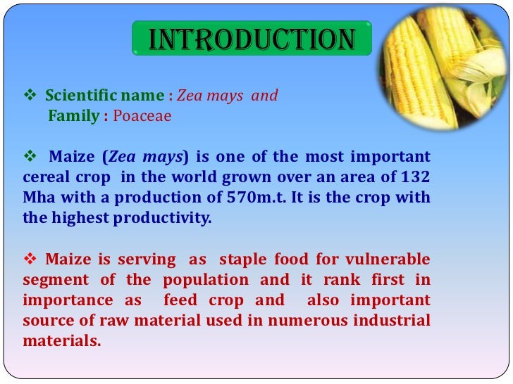 Hybrid Seed Production Technology of Maize