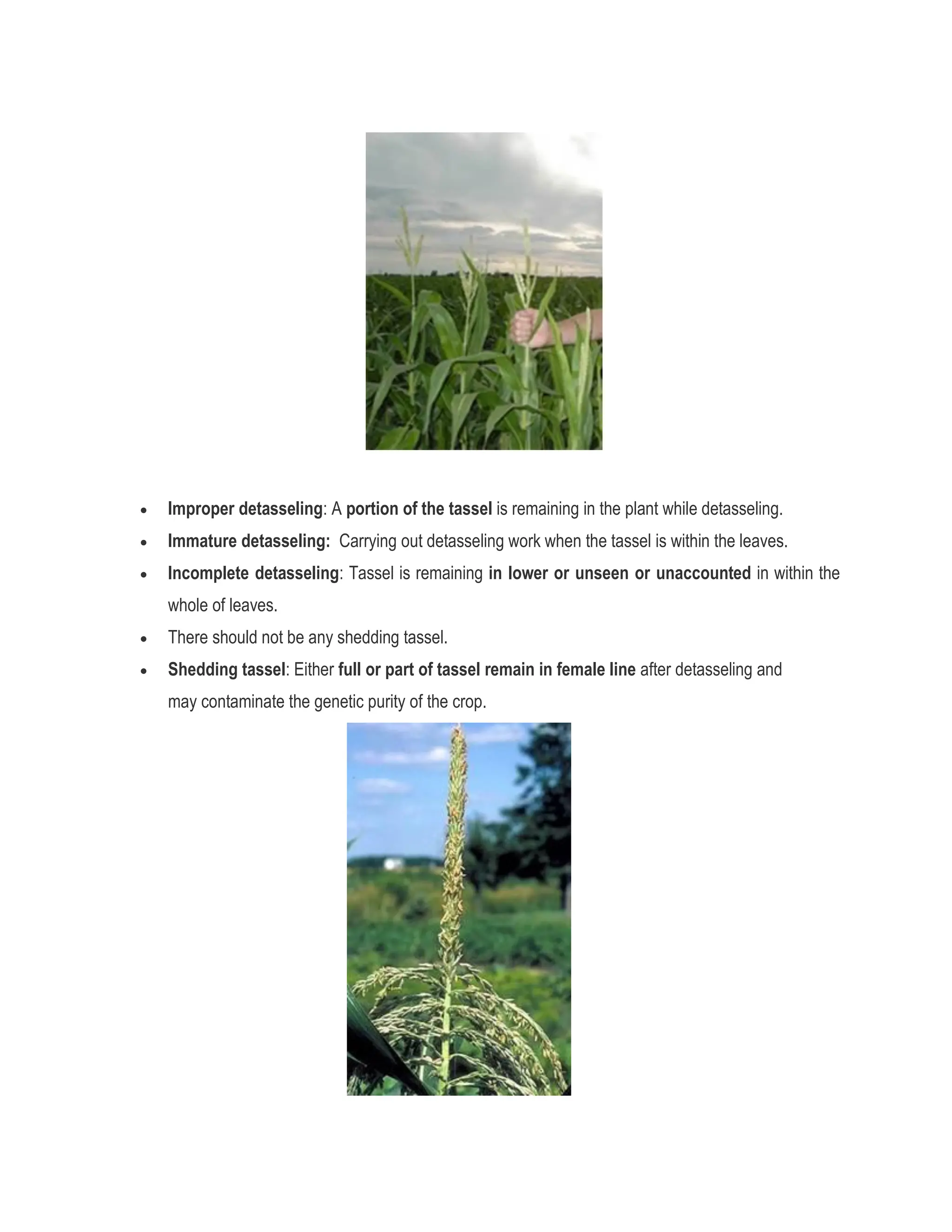 HYBRID SEED PRODUCTION IN MAIZE.pdf