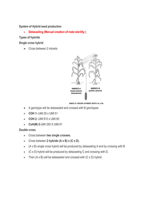 HYBRID SEED PRODUCTION IN MAIZE.pdf