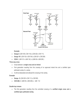 HYBRID SEED PRODUCTION IN MAIZE.pdf