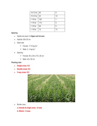 HYBRID SEED PRODUCTION IN MAIZE.pdf