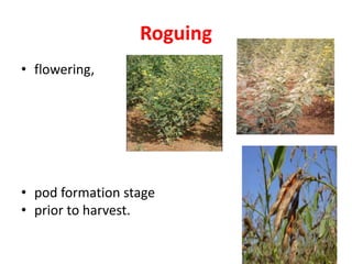 Hybrid seed production in redgram | PPTX