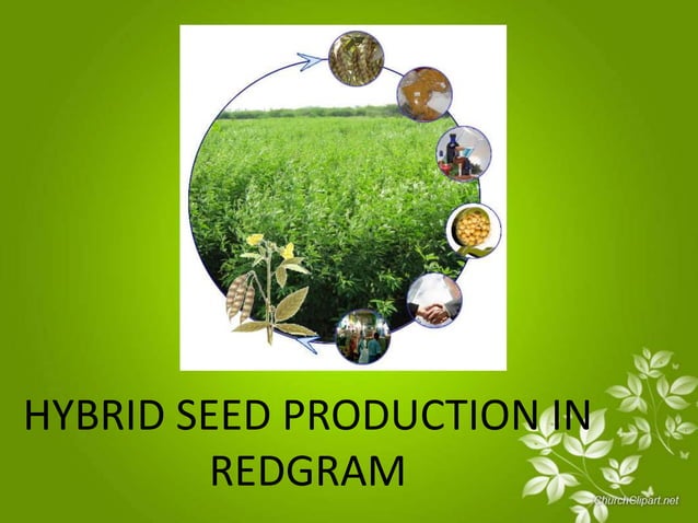 Hybrid seed production in redgram | PPTX