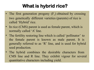 Hybrid seed production in rice.pptx rice | PPTX
