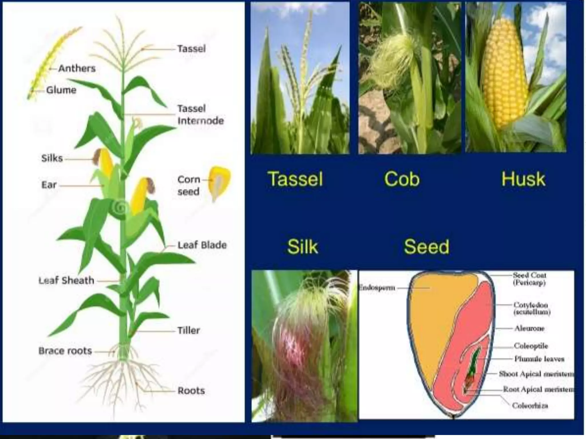 Hybrid seed production of castor and maize | PPTX