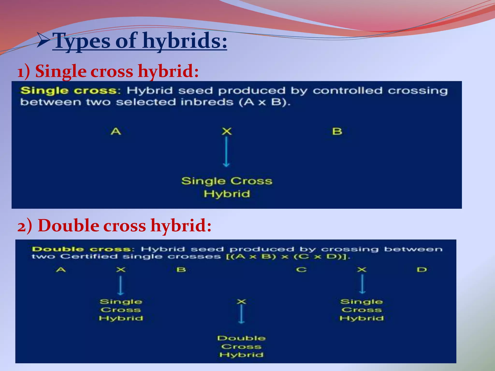 Hybrid seed production of castor and maize | PPTX